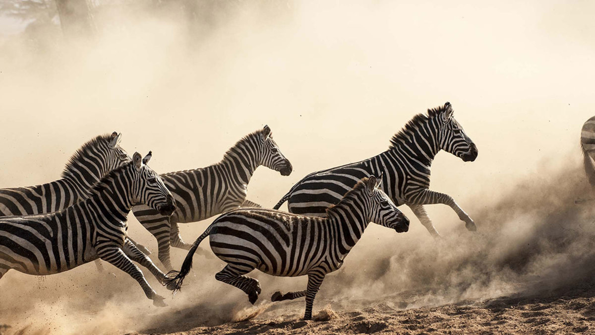 ‘Hostile Planet’ Star Bear Grylls on Climbing Mount Everest and His ...