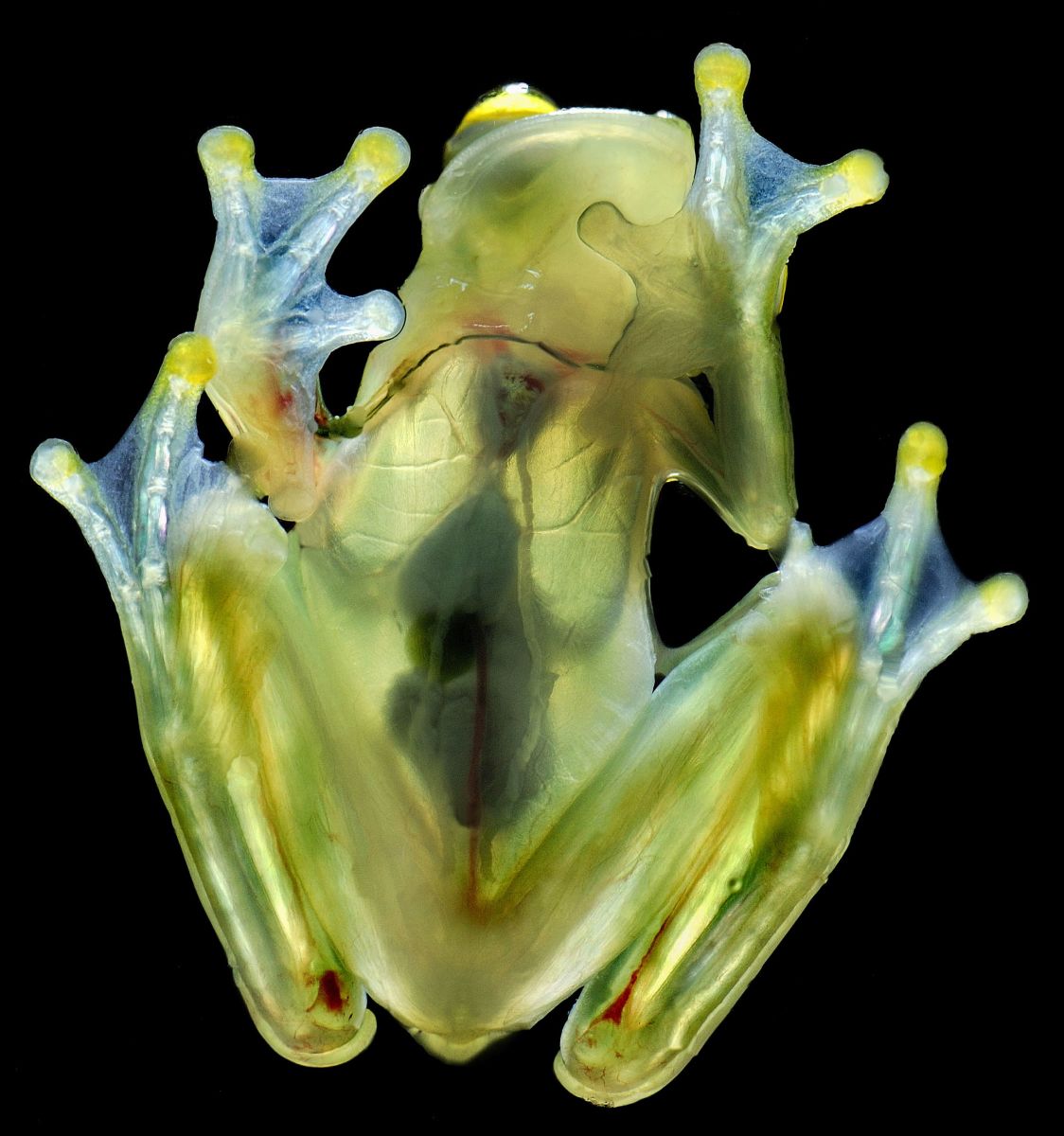Translucent Animals 36 Transparent Animals That Are Hard To Believe