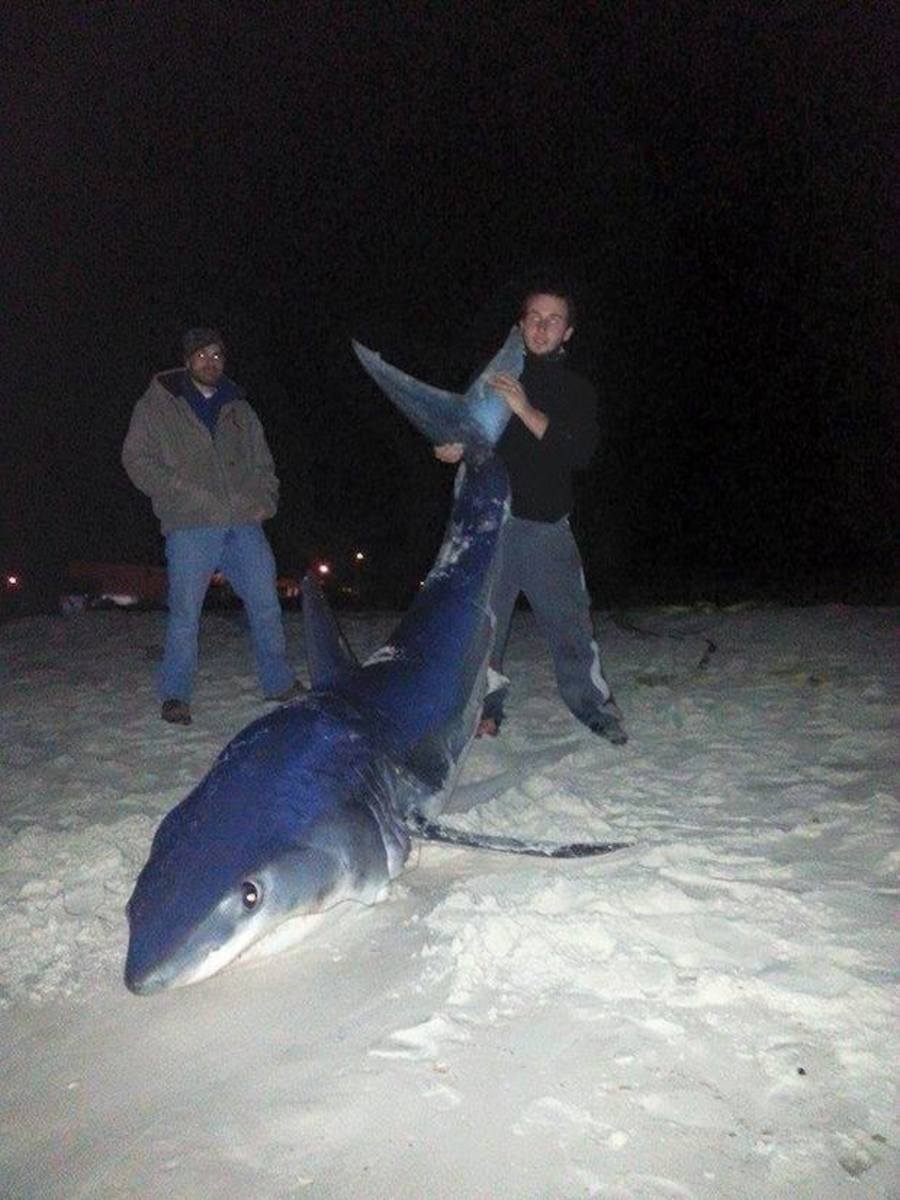Florida beach anglers land 10-foot mako shark