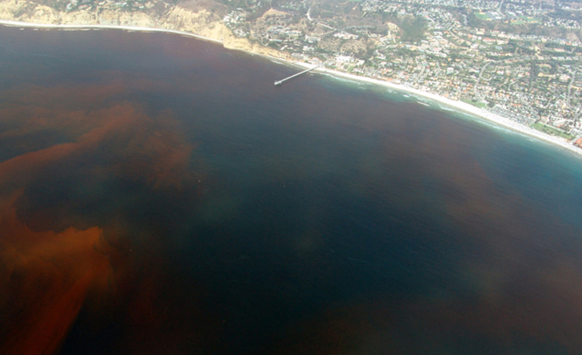 Red tide and brown waves: Is it safe to surf?