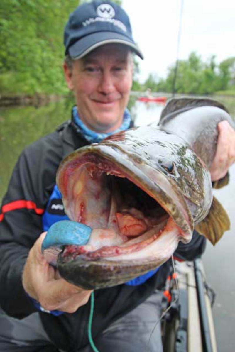 Interview With Snakehead Charmer Joe Bruce