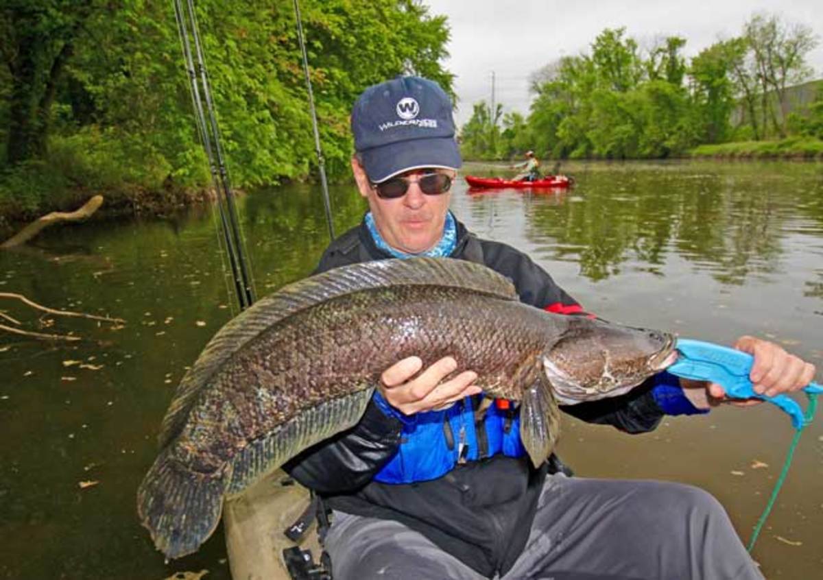 Interview With Snakehead Charmer Joe Bruce