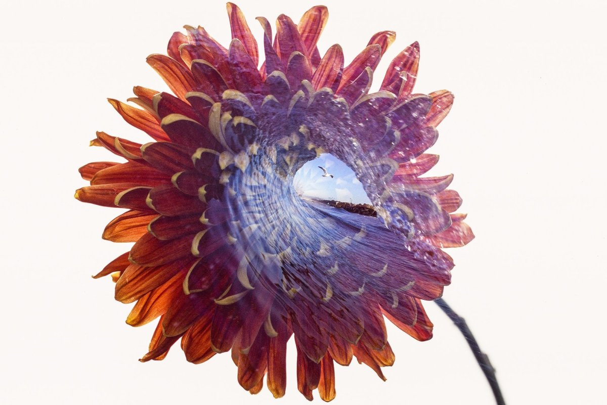 Psychedelic Photographers