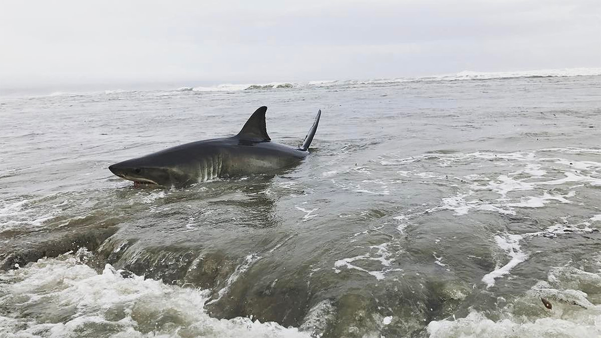 Great white shark stranded on beach at popular Santa Cruz surf spot ...