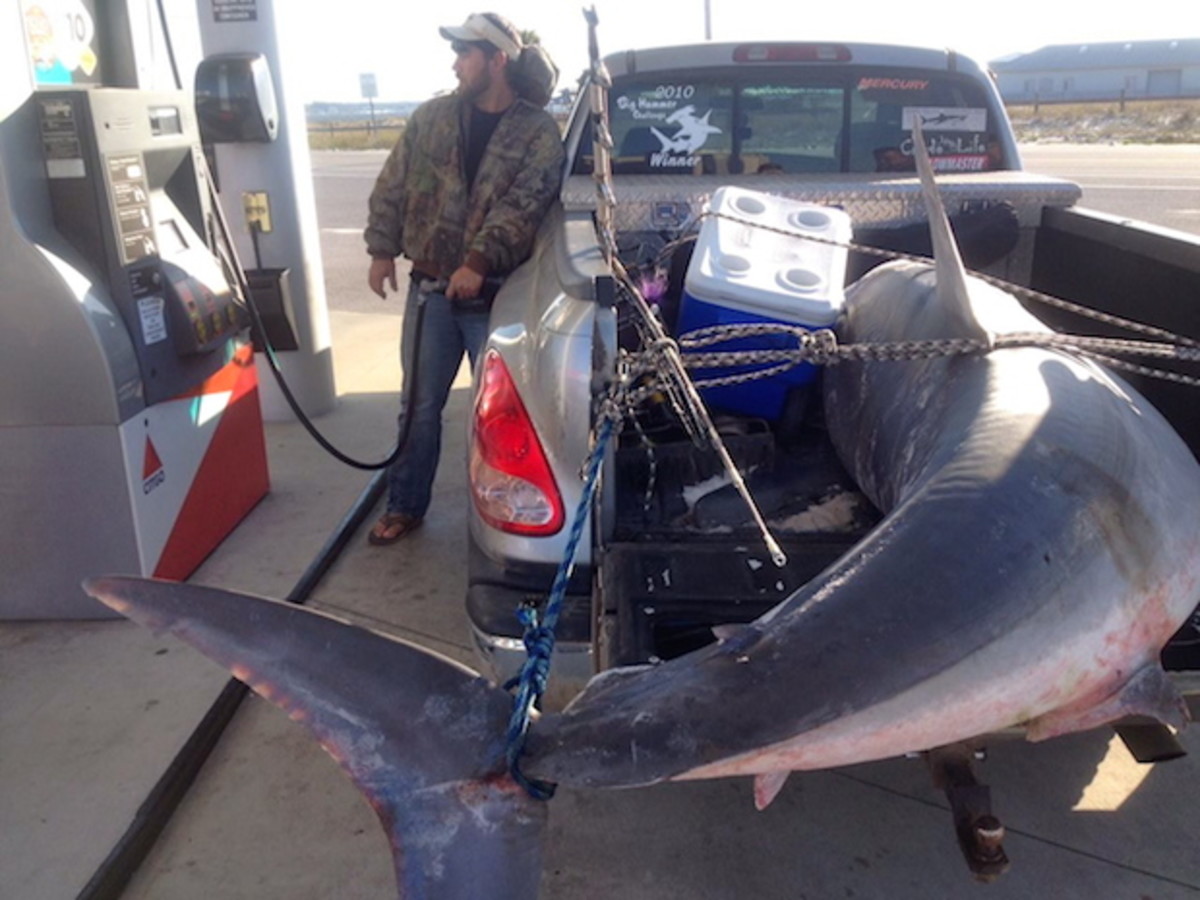 Giant mako shark photographed at Florida gas station could set a world ...