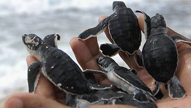 Diving With Turtles (and Scientists) in Cuba