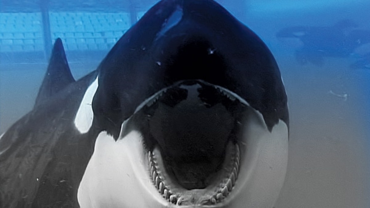 'Blackfish' Documentary Exposes SeaWorld's Killer Whales