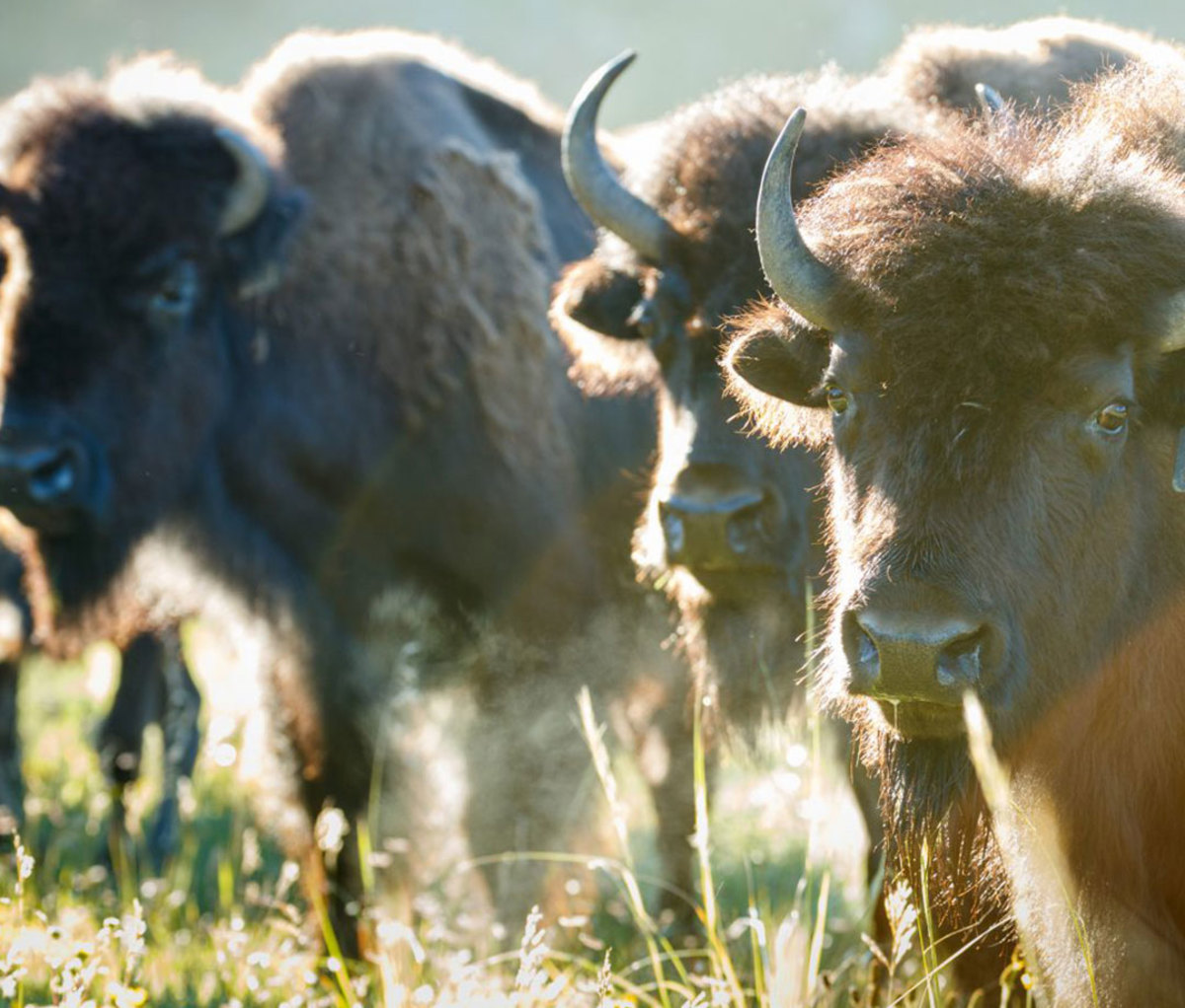 How Private Land Reserves Are Saving Endangered Species - Men's Journal