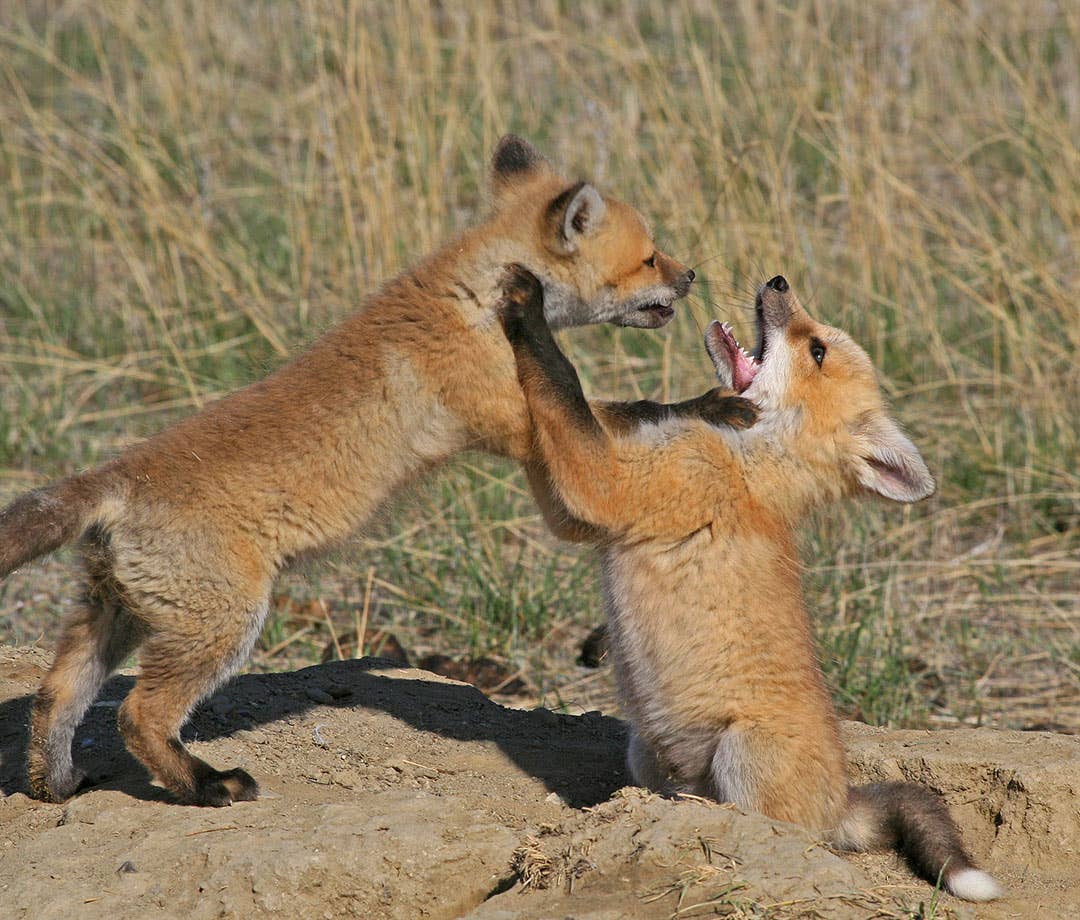 How Private Land Reserves Are Saving Endangered Species