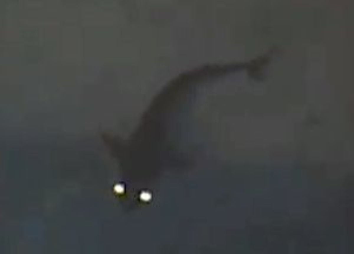 Spiny dogfish produce unique lightshow with eyes