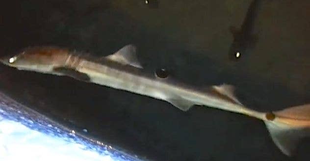 Spiny dogfish produce unique lightshow with eyes