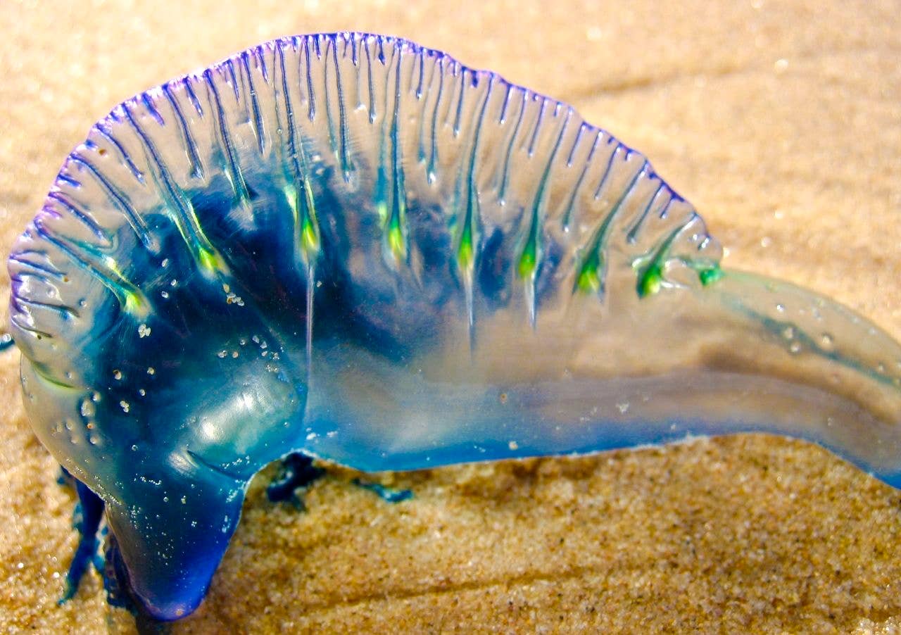Blue Bottle Jellyfish Alien Like Jellyfish Appear On Australian Beach
