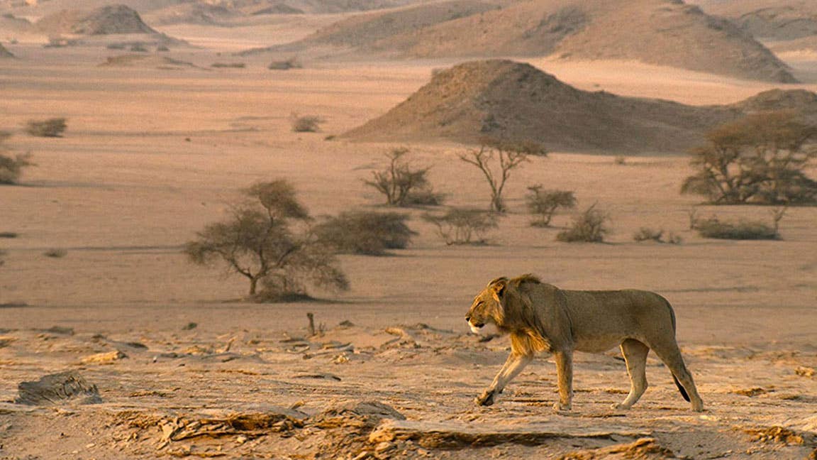 5 Great Adventure and Nature Documentaries You Can Stream Right Now