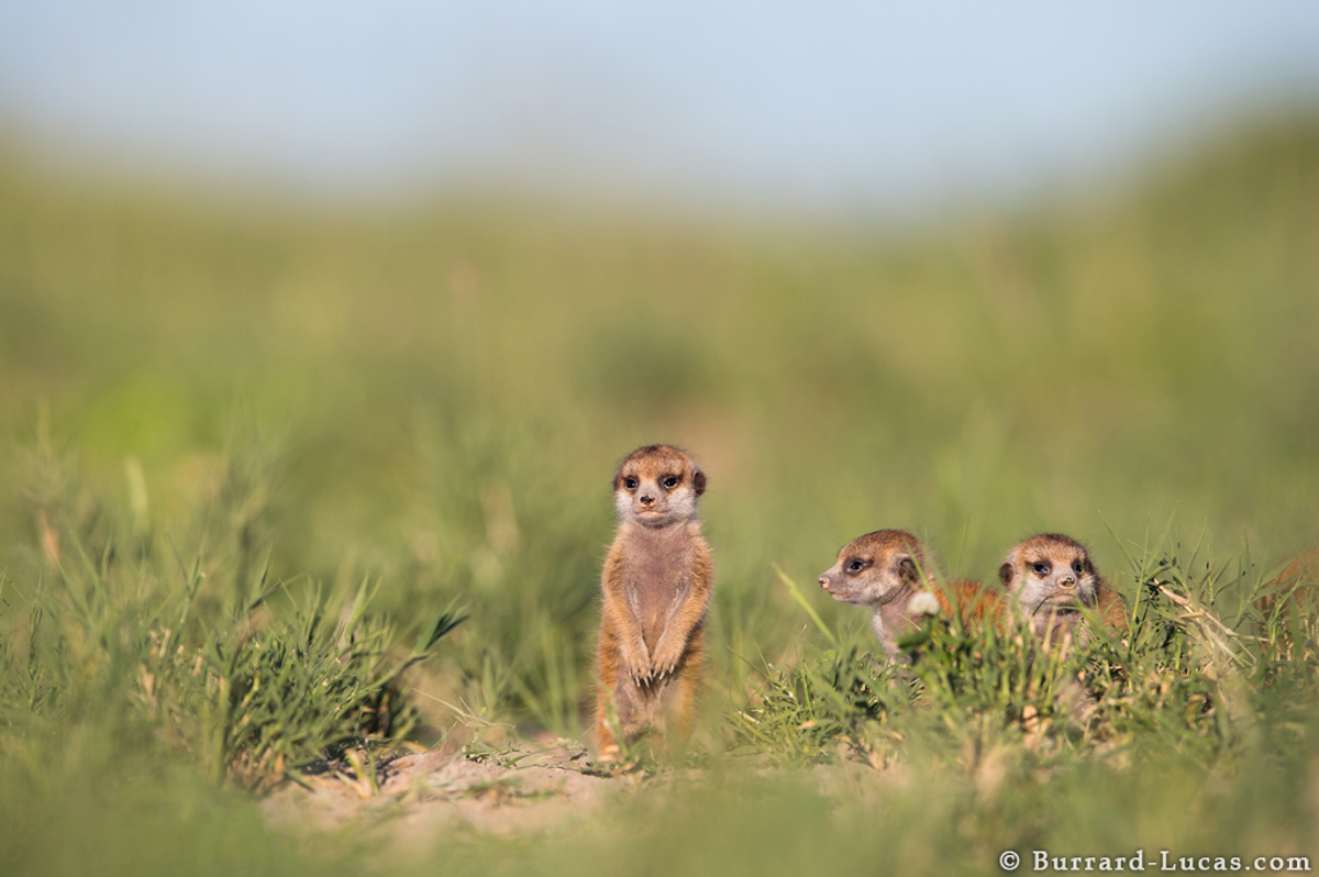 Meerkats use wildlife photographer as scouting perch