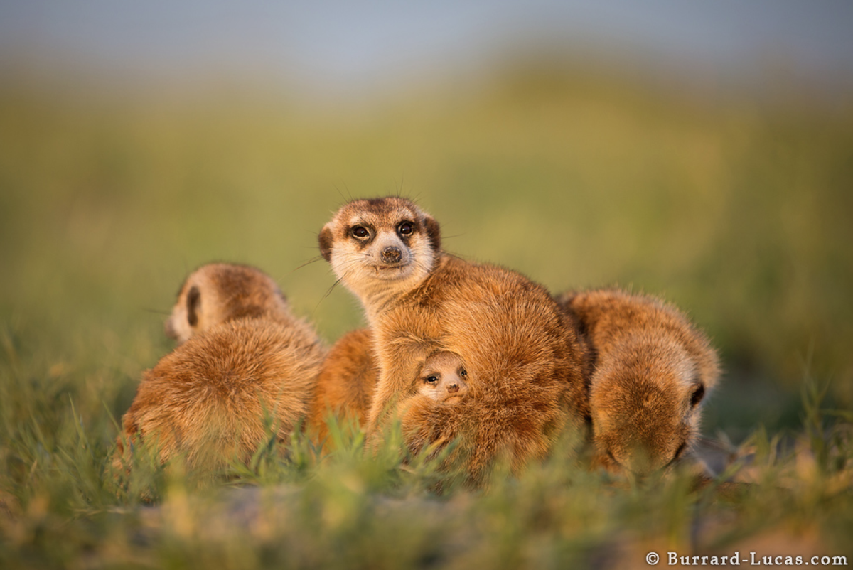 Meerkats use wildlife photographer as scouting perch