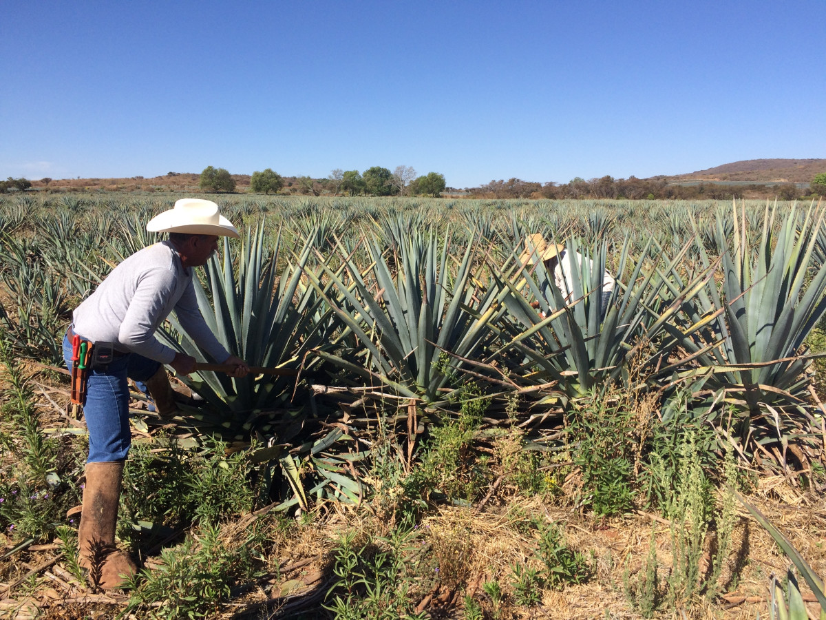 How Patron is Leading the Charge For Sustainability in Distilling