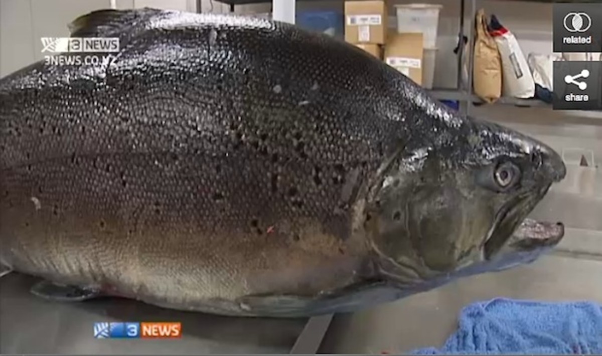 World Record Brown Trout Angler Lands Near World Record Brown Trout