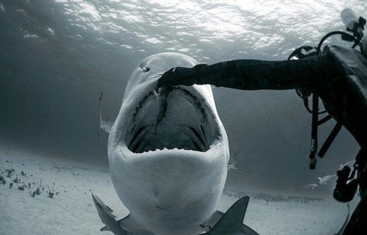 Sharks of Tiger Beach bite for the camera