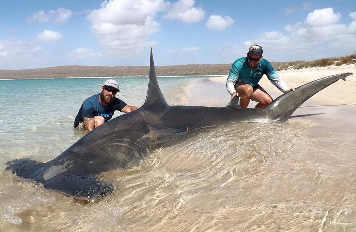 Two ‘Mega Sharks’ Caught From Australian Beach Gain Worldwide Attention ...