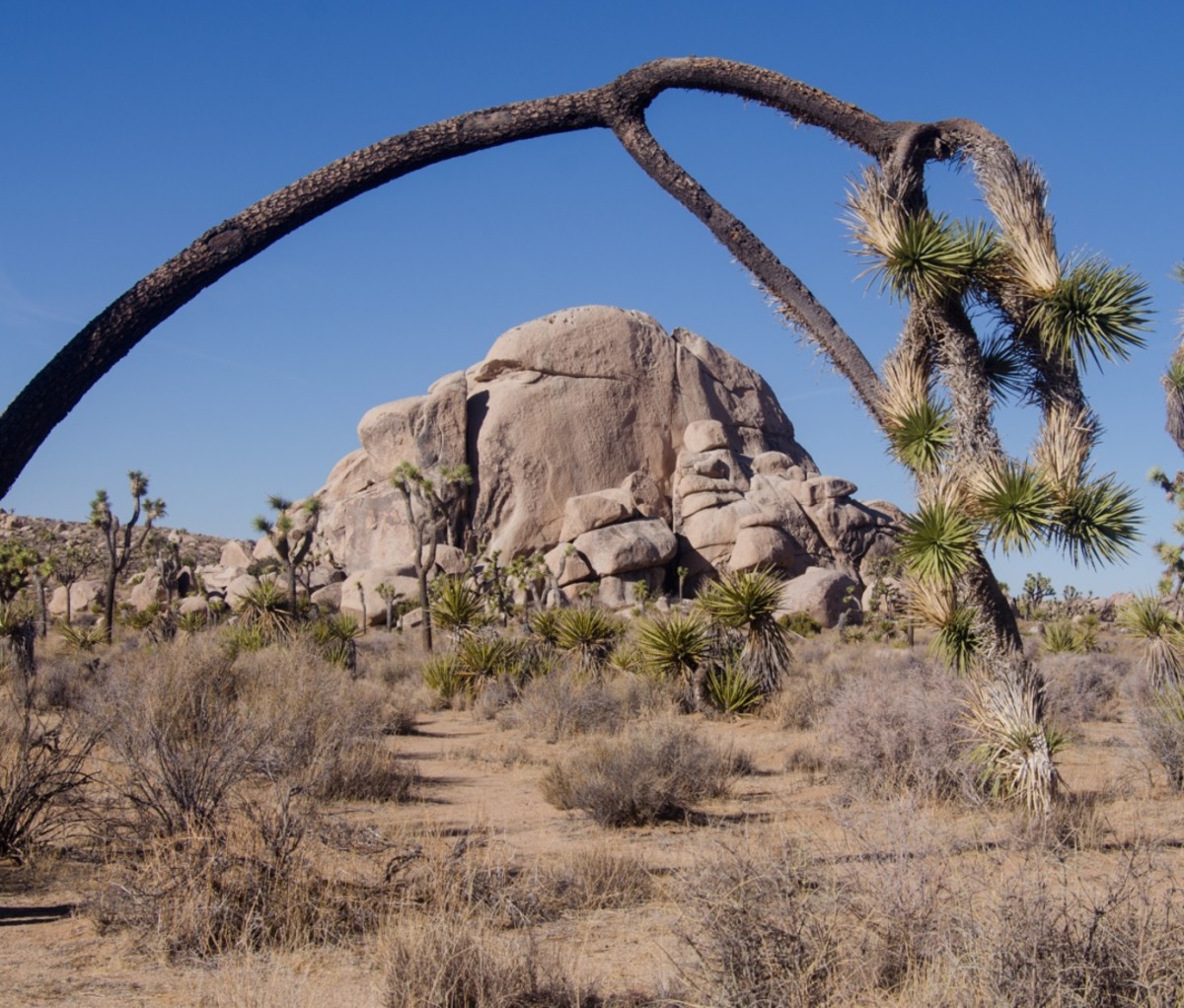 Joshua Tree National Park: Tips for First-Time Visitors | Men's Journal
