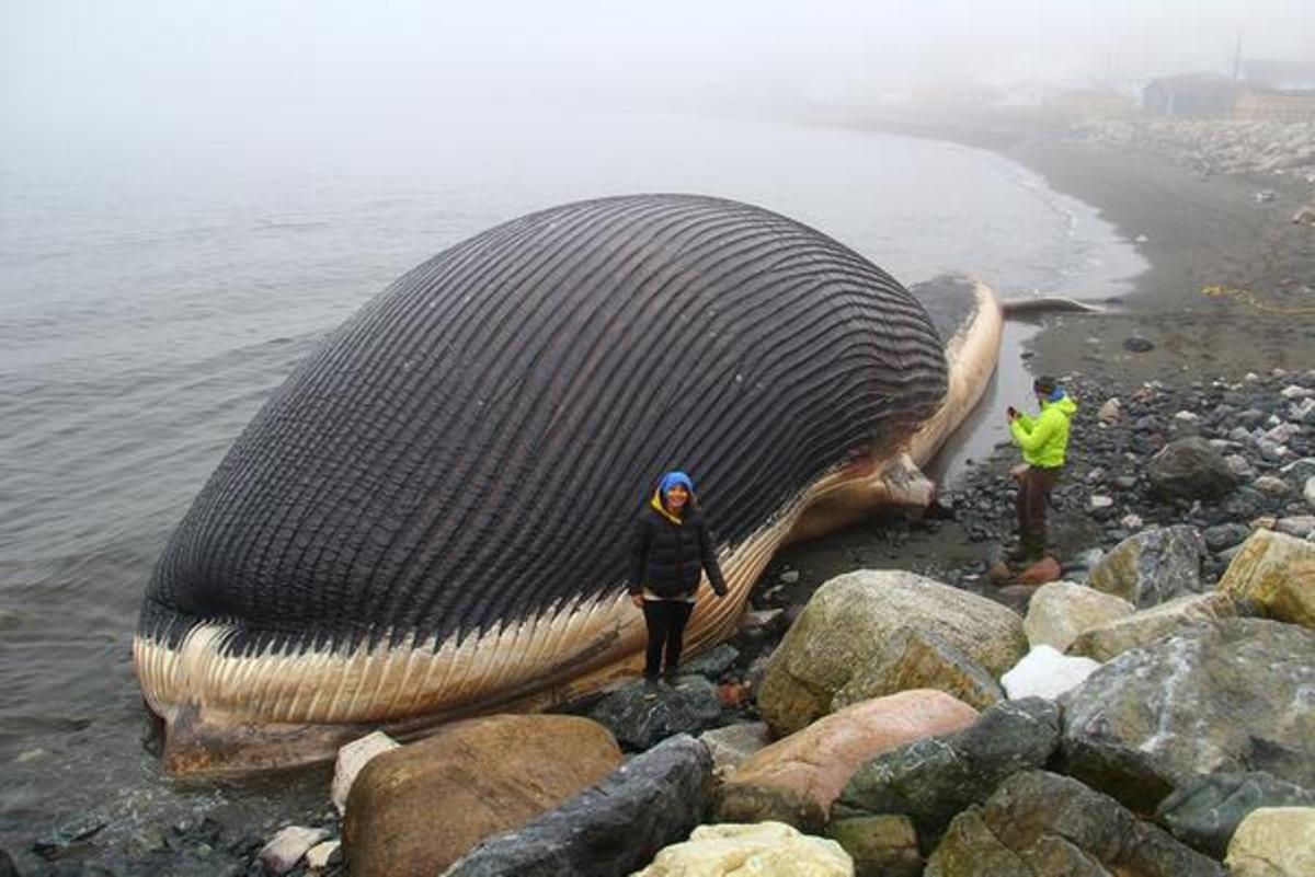 Fear of exploding whale grips Newfoundland town