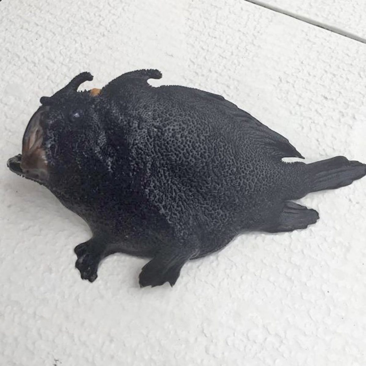 Bizarre, two-legged fish whose bite is as fast as a speeding bullet ...