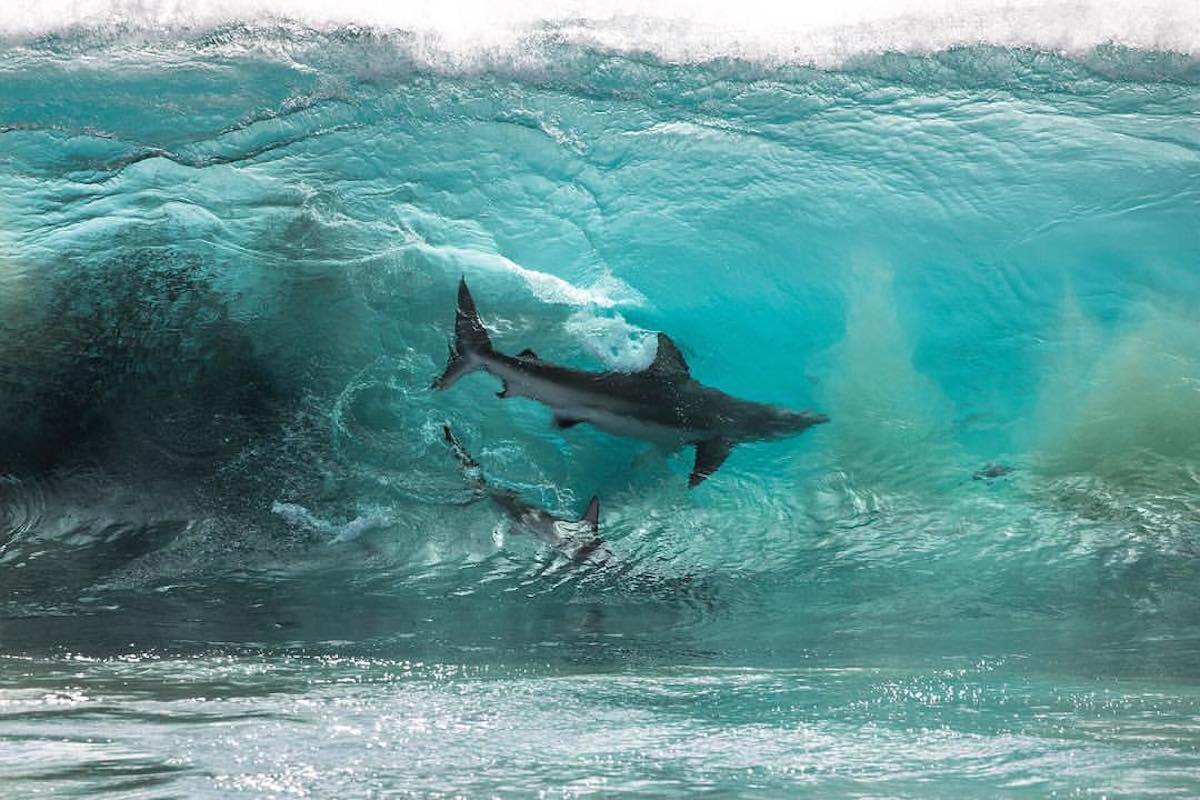 Great white shark appears in wave over surfer’s shoulder - Men's Journal