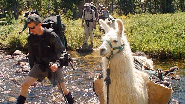 A Rocky Mountain Llama Pack