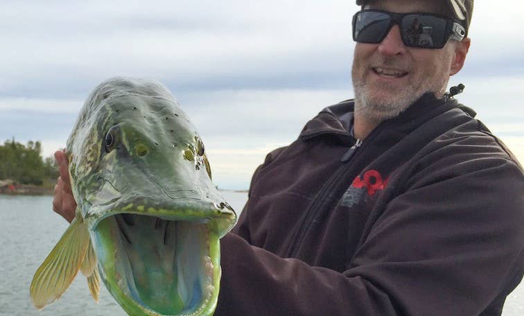 Mystery surrounding neon-green pike appears to have been solved
