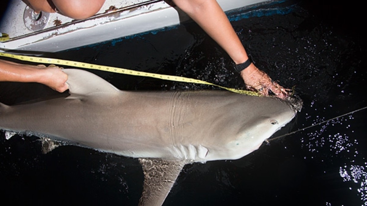 To Catch (and Release) a Predator