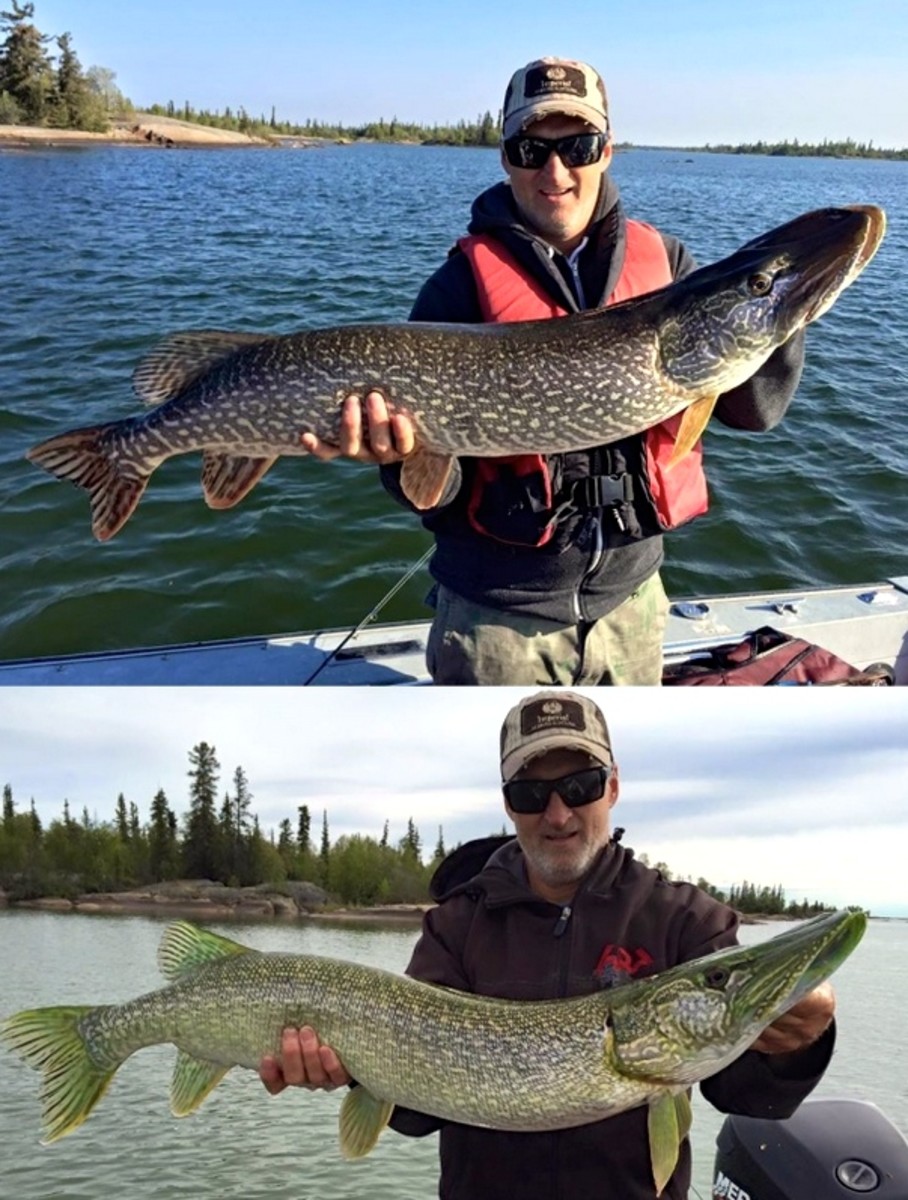 Mystery surrounding neon-green pike appears to have been solved