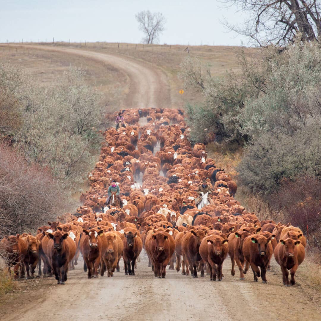A Closer Look at Montana's Cattle Drive Legacy