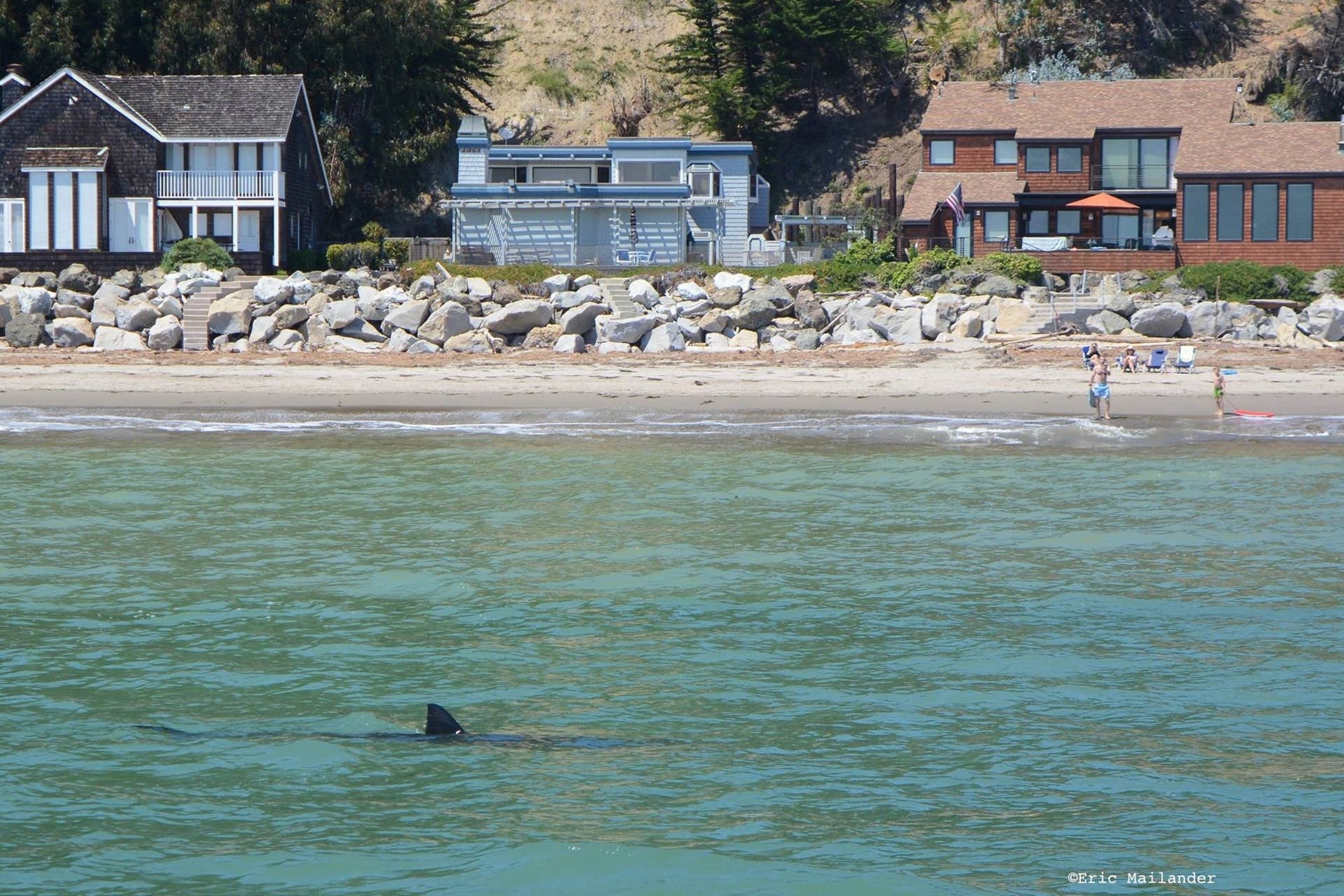 Juvenile great white sharks joined by 15-footer in shallows off ...