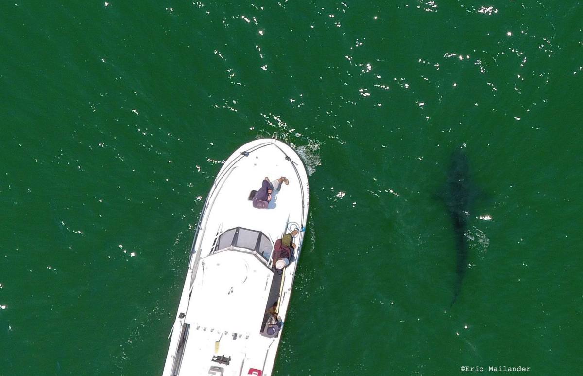 Juvenile great white sharks joined by 15-footer in shallows off ...