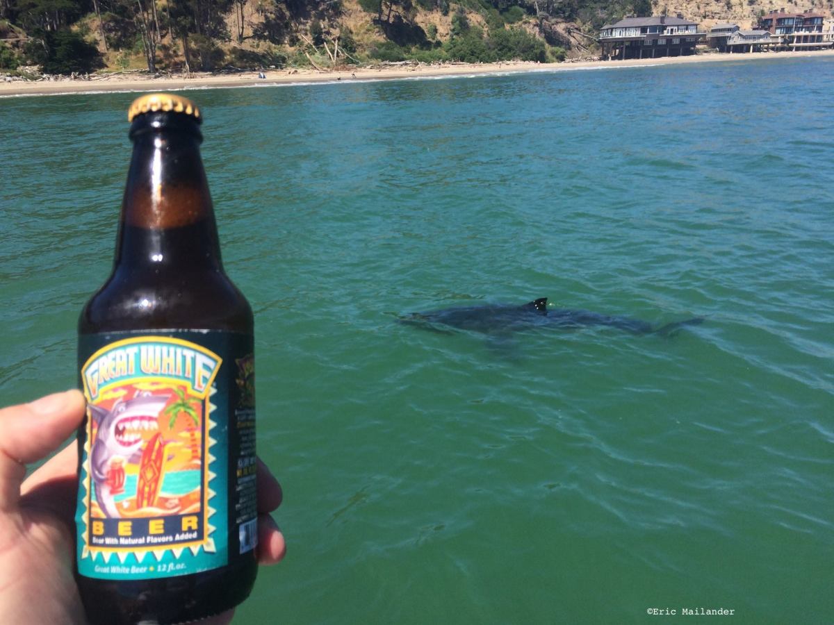 Juvenile great white sharks joined by 15-footer in shallows off ...