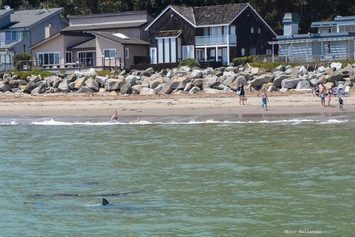 Juvenile great white sharks joined by 15-footer in shallows off ...