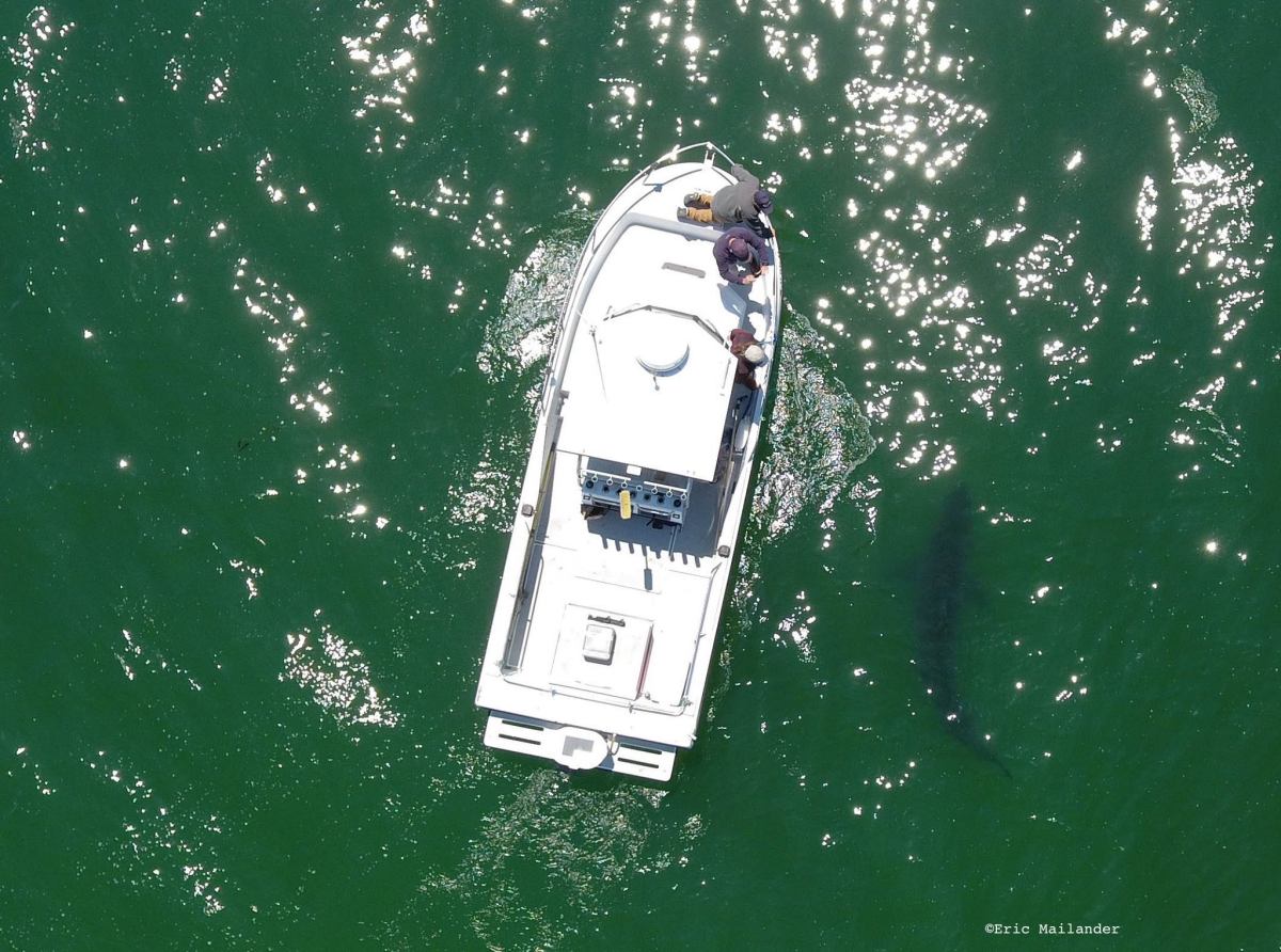 Juvenile great white sharks joined by 15-footer in shallows off ...