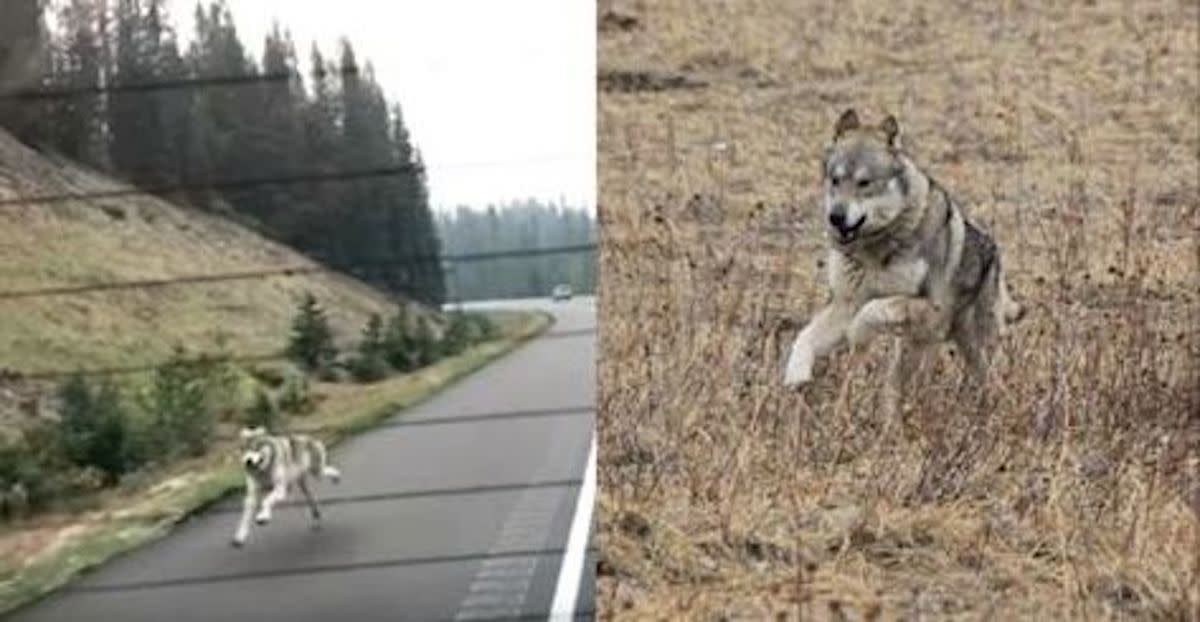 Could wolf chasing van actually be a long lost dog on the run?