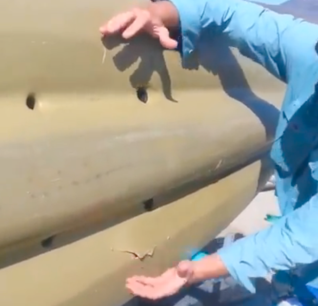3 shark attacks in 2 days at Vandenberg AFB