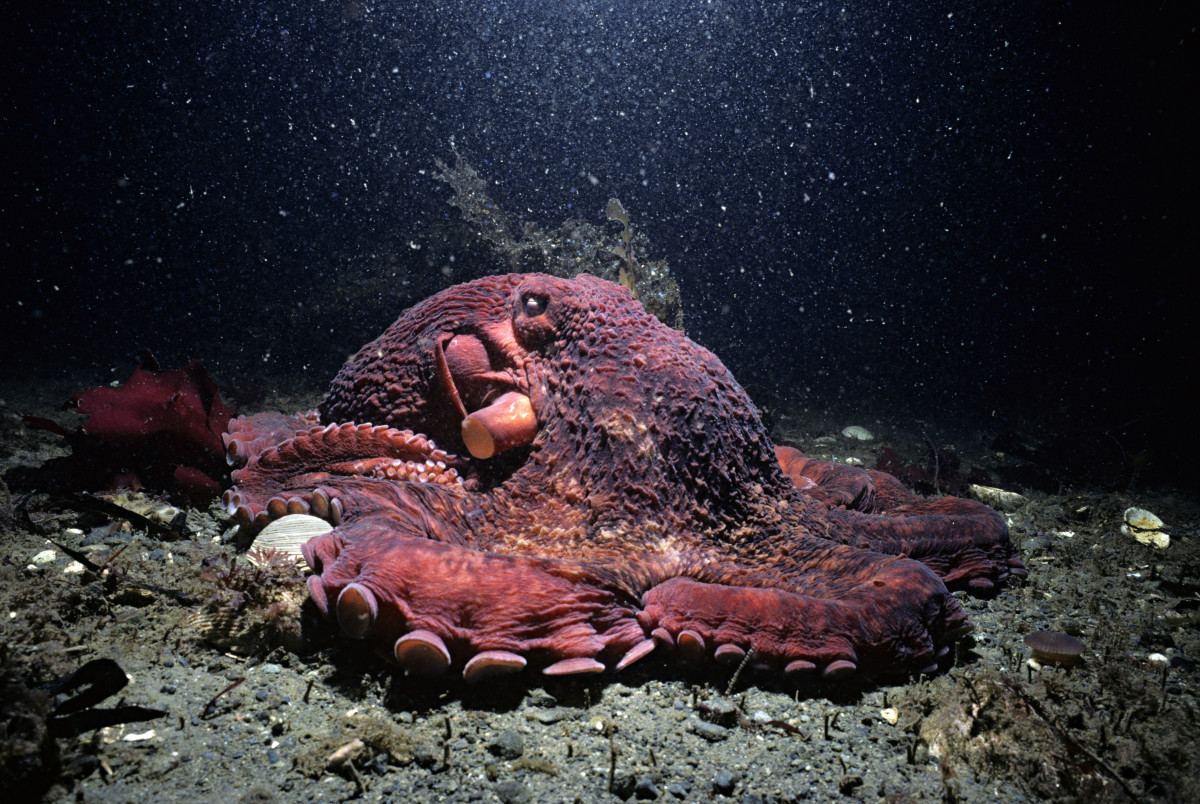 Giant Pacific Octopus Has Been Two Species All Along - Men's Journal