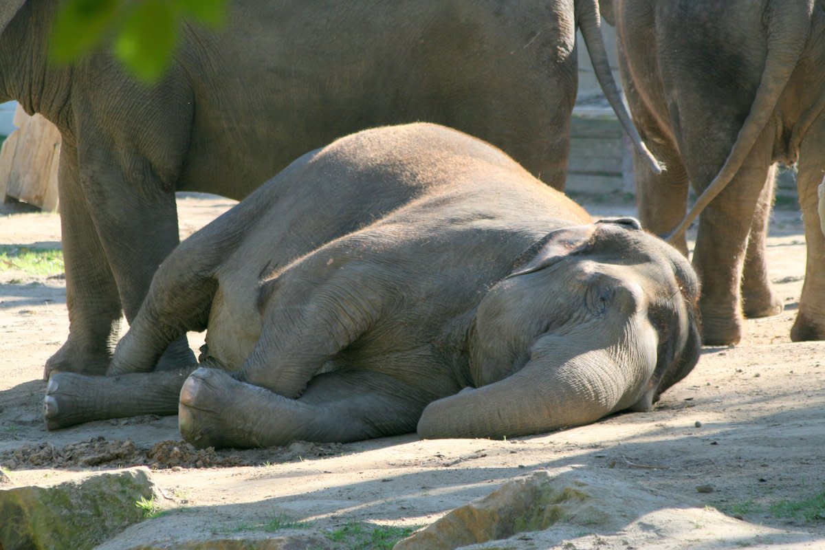 Sleeping African Elephant Elliot The Orphaned Elephant: A New