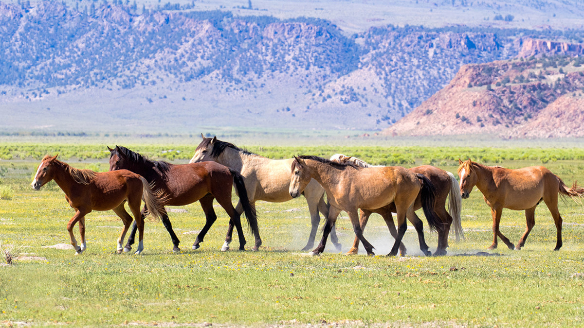 Wild Mustangs