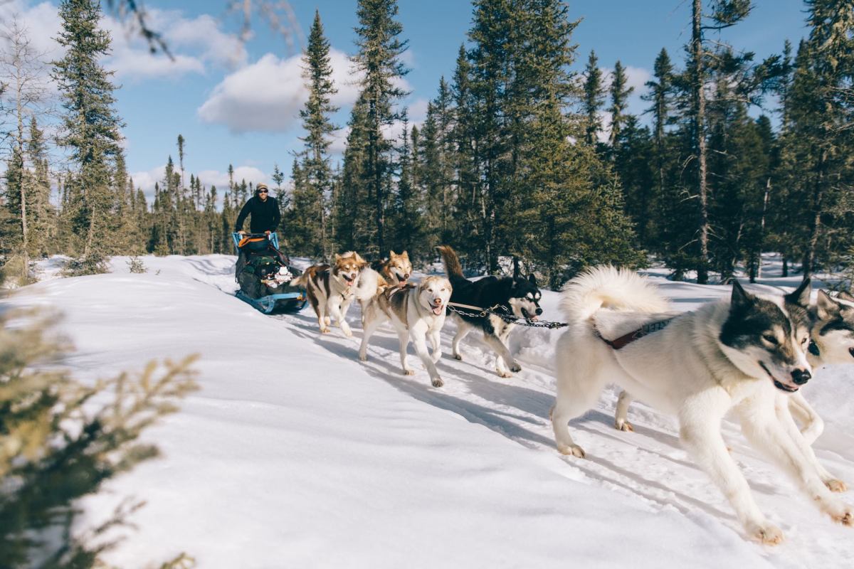 Dispatches: Winter Dog Sledding Across the Boundary Waters Wilderness