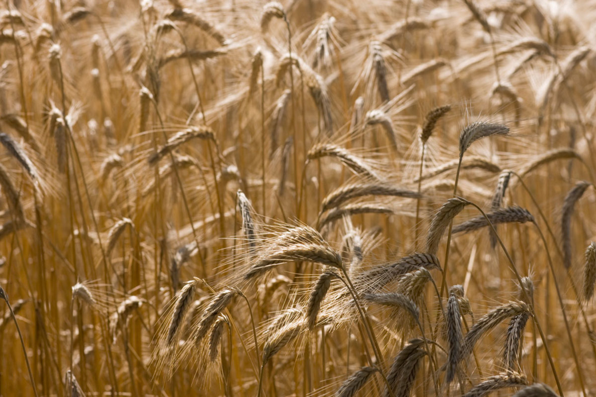 6 Gluten-filled Foods That Are Good for You—Celiac Diet Isn't Always ...