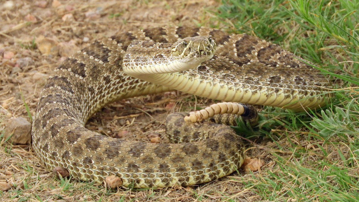 Tips to Keep Yourself (and Your Dog) Safe From Snakes While Hiking