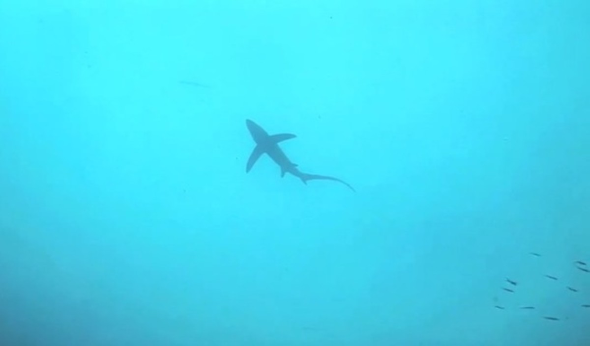 Rare footage reveals that thresher sharks hunt by slapping fish with ...