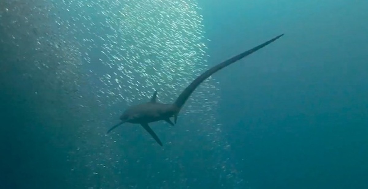 Rare footage reveals that thresher sharks hunt by slapping fish with ...