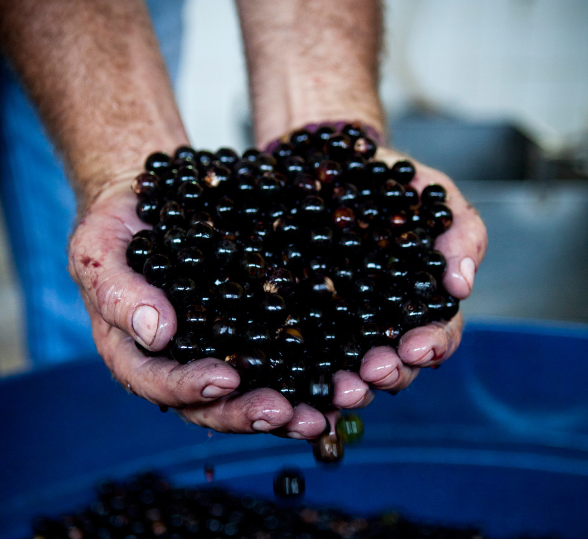 Nine Things You Didn't Know About Acai