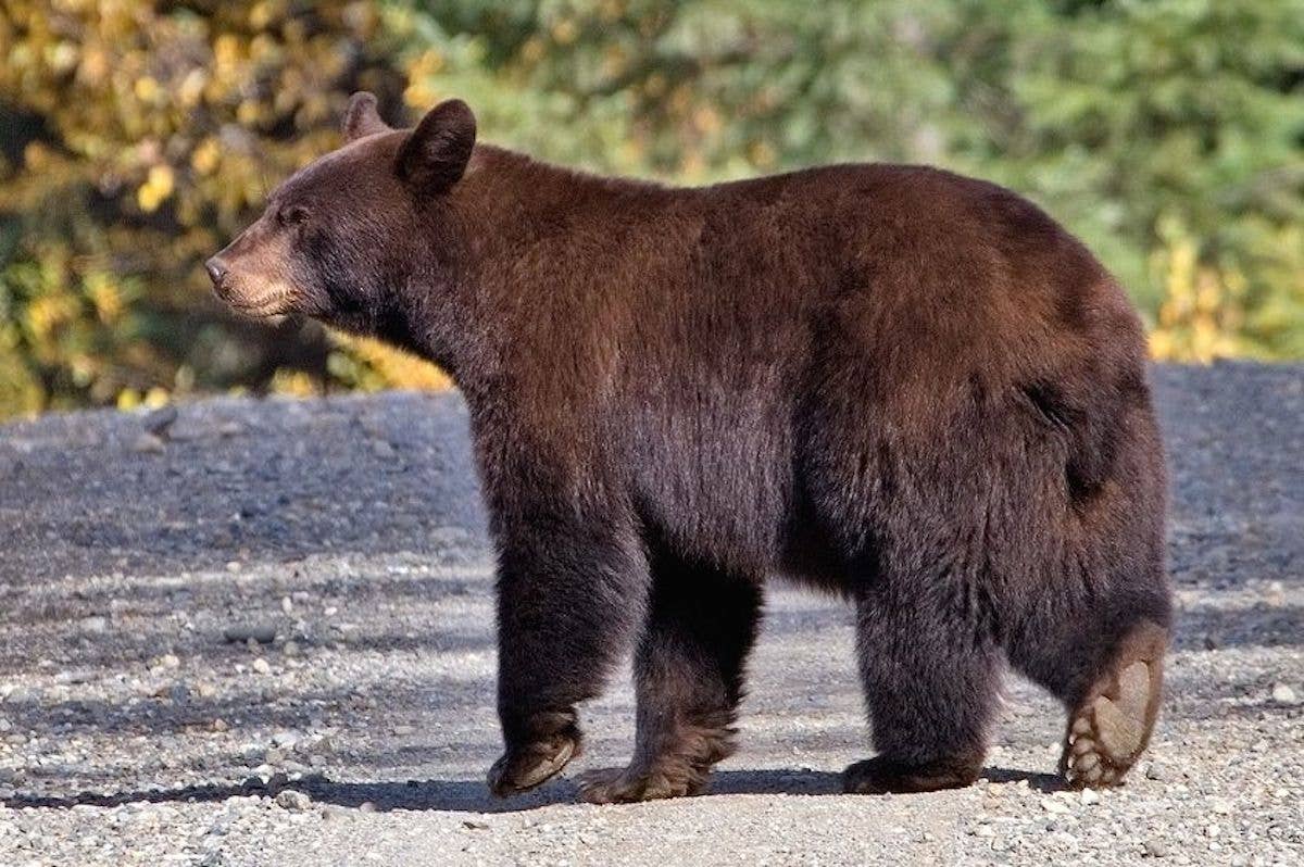 Bear repeatedly drags bow hunter down from tree stand, mauling him
