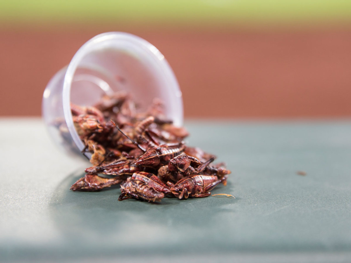 How the Seattle Mariners Turned Protein-Packed Grasshoppers into an MLB ...